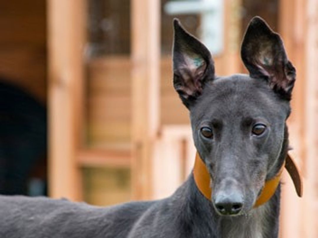 How Old Is Bolt The Dog In Dog Years