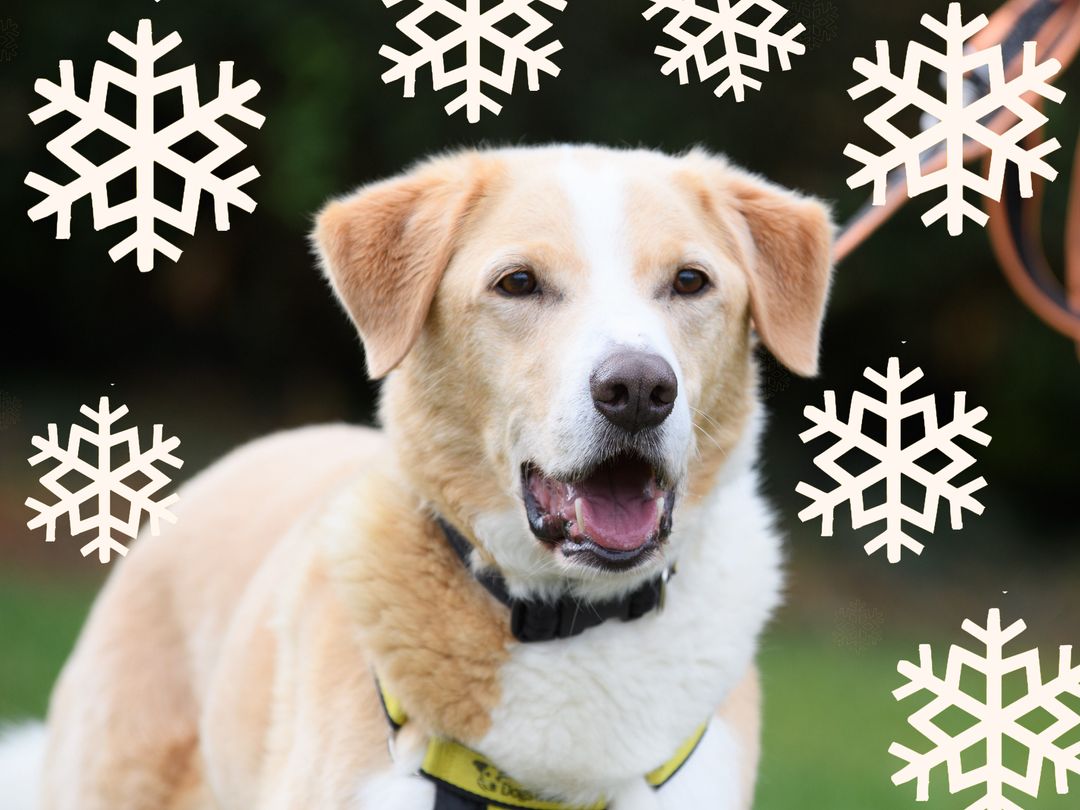 What Do You Need To Cross The Border With A Dog