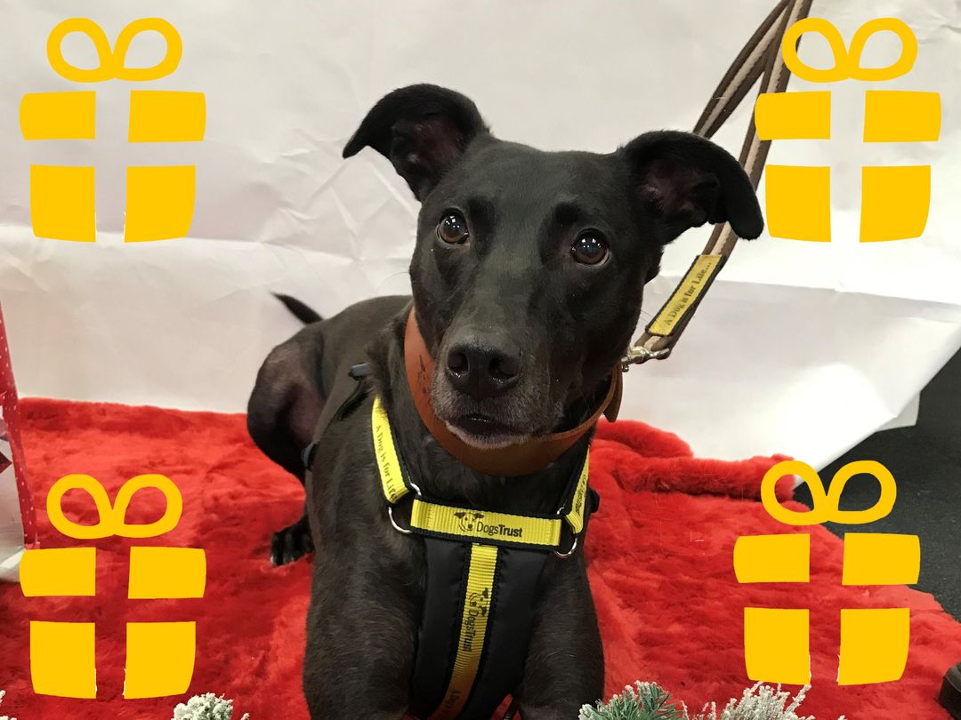 How Does Toby Terrier Work