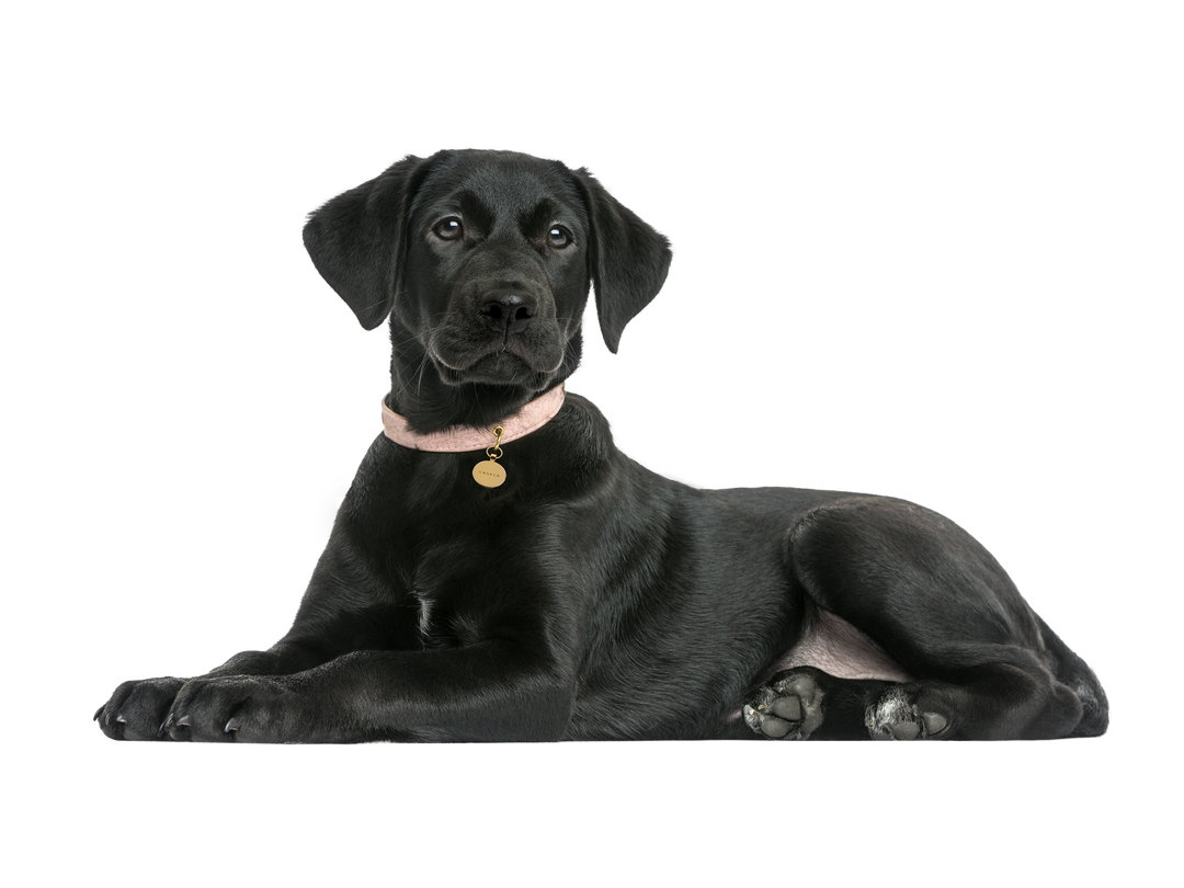 When Are Dogs Full Grown Labrador