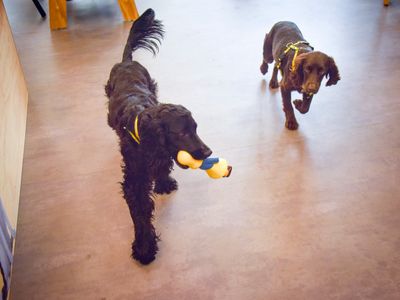 Dogs Trust Deal Charity Shop | Dogs Trust