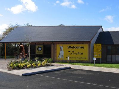 Dog Rescue & Adoption Kenilworth, West Midlands | Dogs Trust