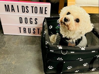 Dogs Trust Maidstone Charity Shop | Dogs Trust