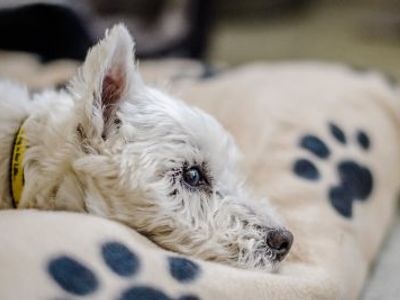 Helping a Dog Cope with the Loss of Another Pet | Dogs Trust