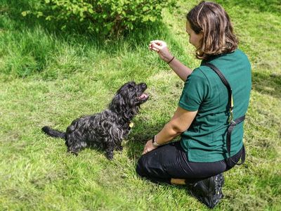 Teach your dog to sit | Dogs Trust