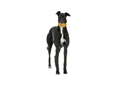 greyhound_breed_stock_dogstrust.jpg