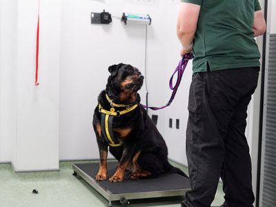Get your dog used to the scales | Visiting the vets | Dogs Trust