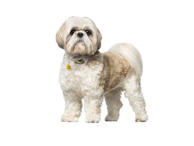 Bulldog Shih Tzu Mix What Kind Of Dog Should You Expect