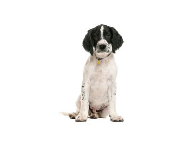 Springer Spaniel | Rehoming Rescue Dog | Dogs Trust