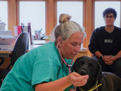 Veterinary Support Fund | Dogs Trust