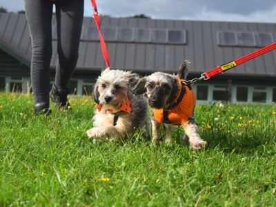 Dynamic doggy duo go from the streets to safety | Dogs Trust
