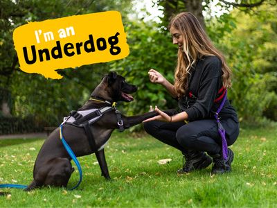 Introducing the Underdogs | Dogs Trust