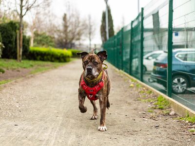 Underdogs | Long Term Residents Seeking Homes | Dogs Trust