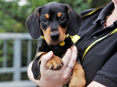 How to pick up your dog correctly | Visiting the vets | Dogs Trust
