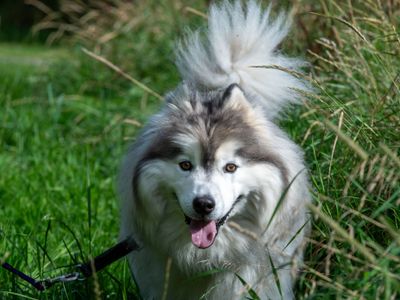 Sponsor a Alaskan Malamute Dog | Tang | Dogs Trust