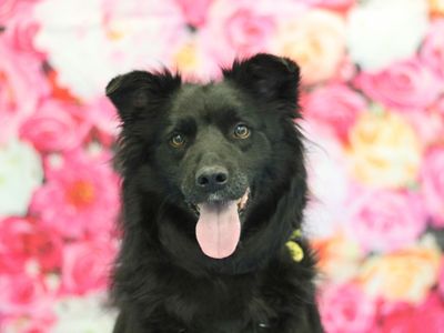 Dogs Rehoming & Dog Rescue Charity | Dogs Trust