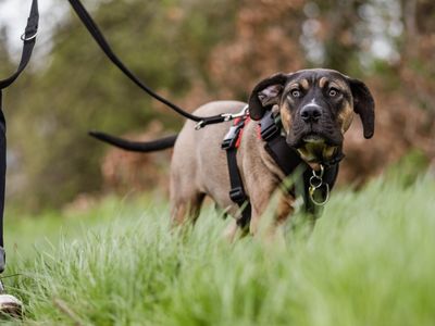 Taking Your Puppy on Their First Walk | Dogs Trust