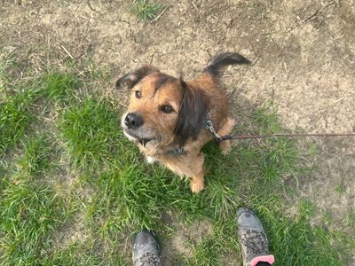 Going the extra mile: Finding Thatch’s perfect match | Dogs Trust
