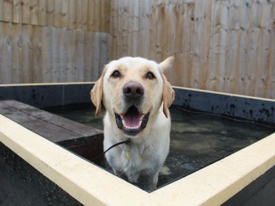 Sponsor a Retriever (Labrador) Dog | Max | Dogs Trust