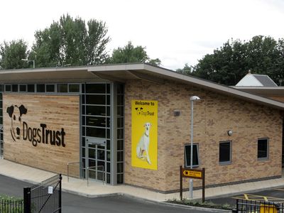 Dog Rescue Glasgow, Dog Rehoming & Adoption | Dogs Trust