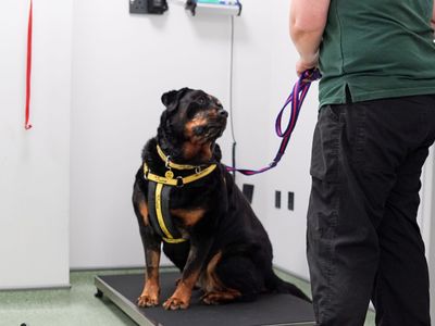 Get your dog used to the scales | Visiting the vets | Dogs Trust