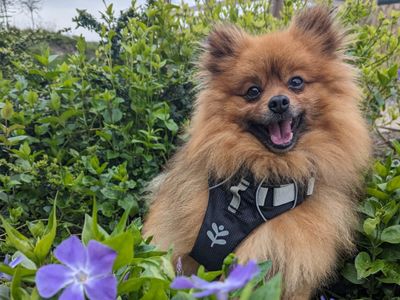 Sponsor a Pomeranian Dog | Riley | Dogs Trust