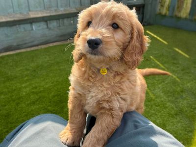 Teaching your Puppy Good Habits | Dogs Trust