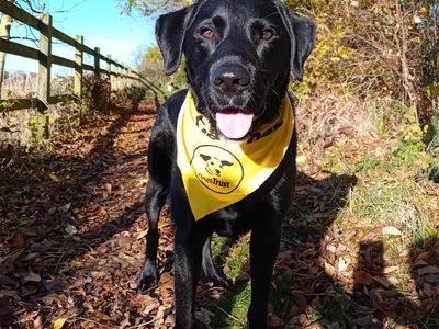 Dogs Rehoming & Dog Rescue Charity | Dogs Trust