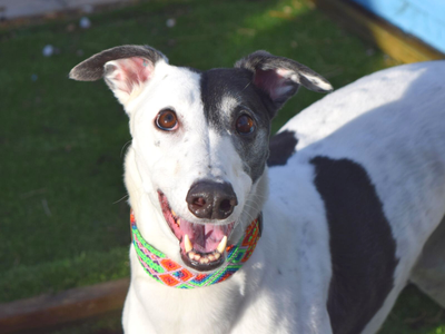 Sponsor a Greyhound Dog | Patch | Dogs Trust