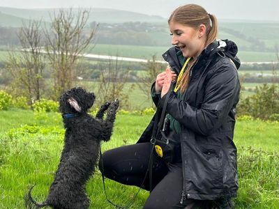 Adopt a Poodle (Miniature) Cross Rescue Dog | Woody | Dogs Trust