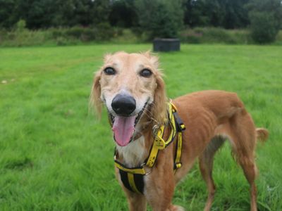 Adopt a Saluki Cross Rescue Dog | Cindy | Dogs Trust