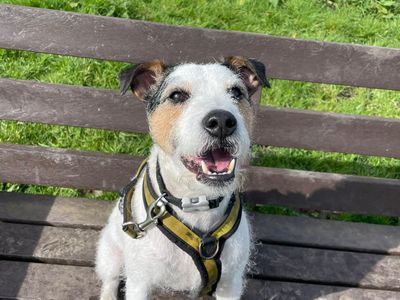 Adopt a Crossbreed Rescue Dog | Fidget | Dogs Trust