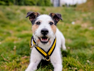 Adopt a Crossbreed Rescue Dog | Fidget | Dogs Trust