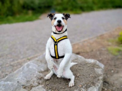Adopt a Crossbreed Rescue Dog | Fidget | Dogs Trust