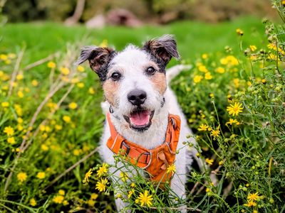 Adopt a Crossbreed Rescue Dog | Fidget | Dogs Trust