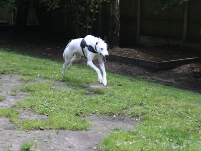 Adopt a Lurcher Rescue Dog | Walter | Dogs Trust