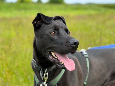 Adopt a Italian Corso Dog Cross Rescue Dog | Bentley | Dogs Trust