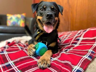 Adopt a Crossbreed Rescue Dog | Cassie | Dogs Trust