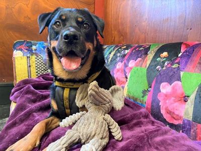 Adopt a Crossbreed Rescue Dog | Cassie | Dogs Trust