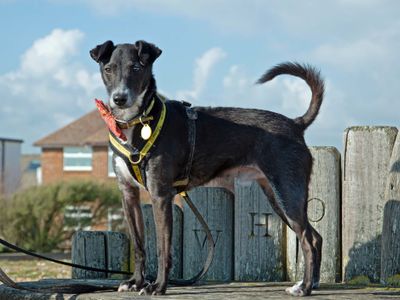 Adopt a Terrier (Patterdale) Cross Rescue Dog | Basil | Dogs Trust