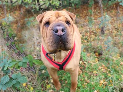 Adopt a Shar Pei Cross Rescue Dog | Edie | Dogs Trust