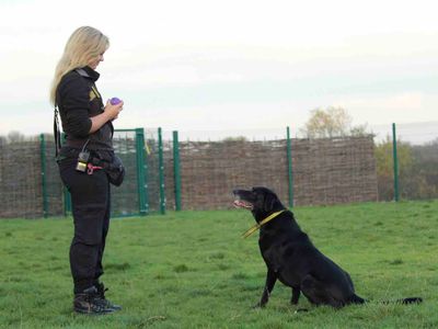 Adopt a Retriever (Labrador) Cross Rescue Dog | Toby | Dogs Trust