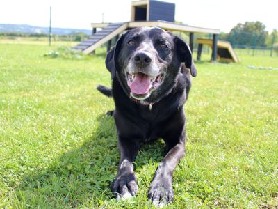 Adopt a Retriever (Labrador) Cross Rescue Dog | Toby | Dogs Trust