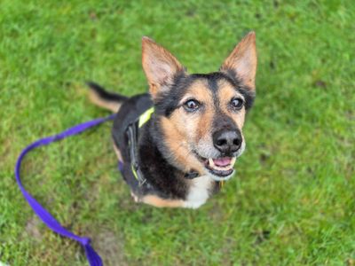 Adopt a Welsh Corgi (Pembroke) Cross Rescue Dog | Lemmy | Dogs Trust