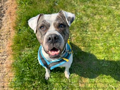 Adopt a American Bulldog Cross Rescue Dog | Brian | Dogs Trust