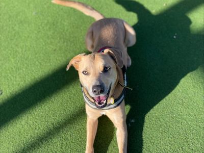 Adopt a Retriever (Labrador) Cross Rescue Dog | Harry | Dogs Trust