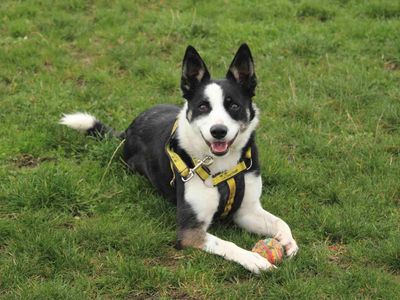 Adopt a Collie (Border) Rescue Dog | Tilly | Dogs Trust
