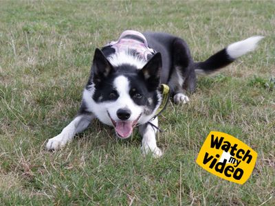 Adopt a Collie (Border) Rescue Dog | Tilly | Dogs Trust