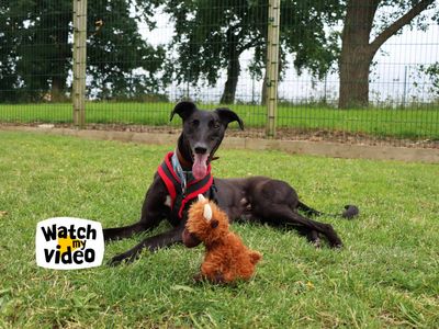 Adopt a Lurcher Rescue Dog | Shawn | Dogs Trust