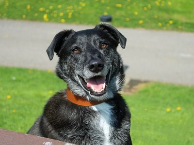 Adopt a Collie (Border) Rescue Dog | Toby | Dogs Trust